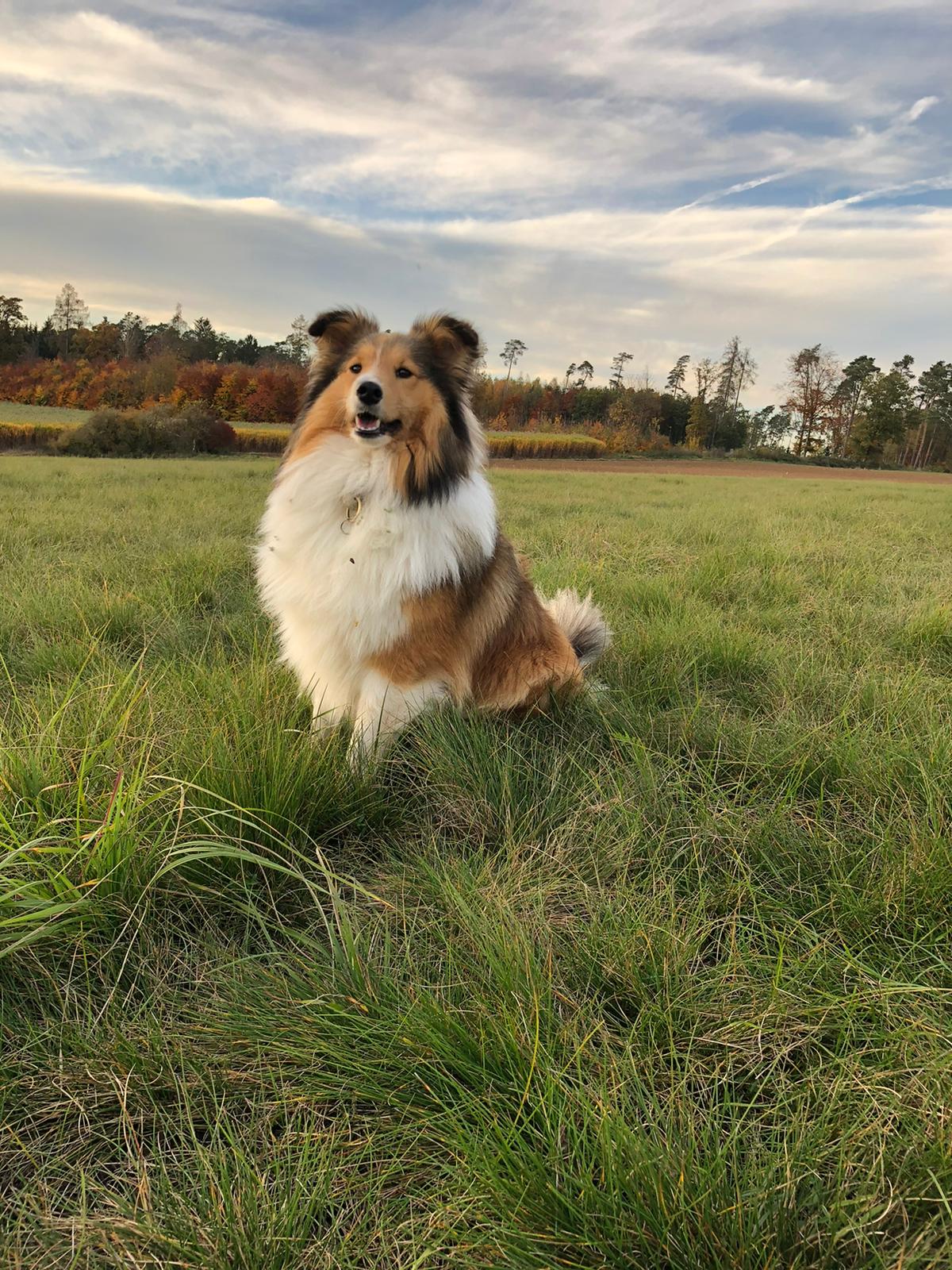 Sheltie, Hunderasse Sheltie, Shetland Sheepdog Züchter